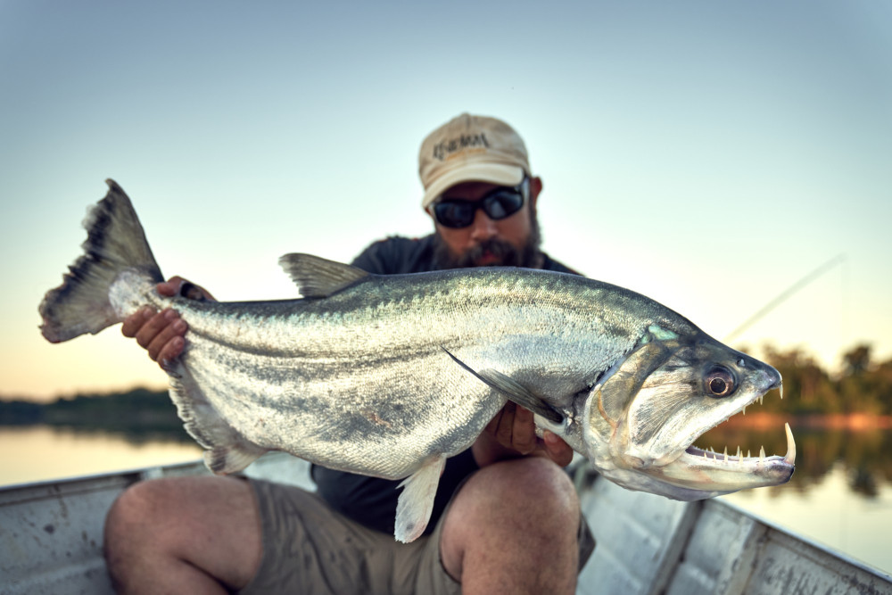 Payara Fly Fishing: The Vampire Fish of the Amazon
