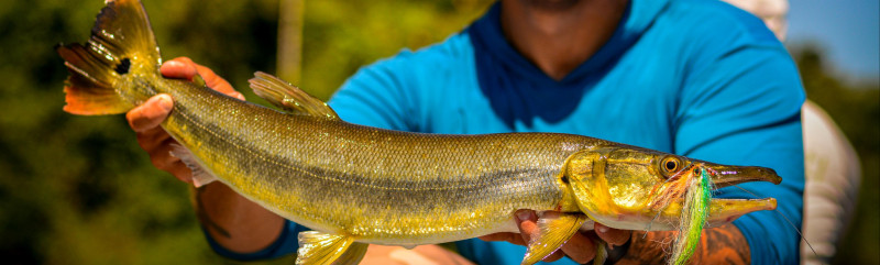 Iriri River Fly Fishing – Week 01 10th Season Begins