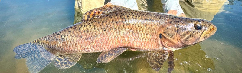 Iriri River Fly Fishing – Week 03 Trophy Action